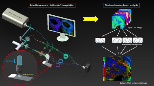 Label-free microscopy and advanced optical technologies for enhancing ...